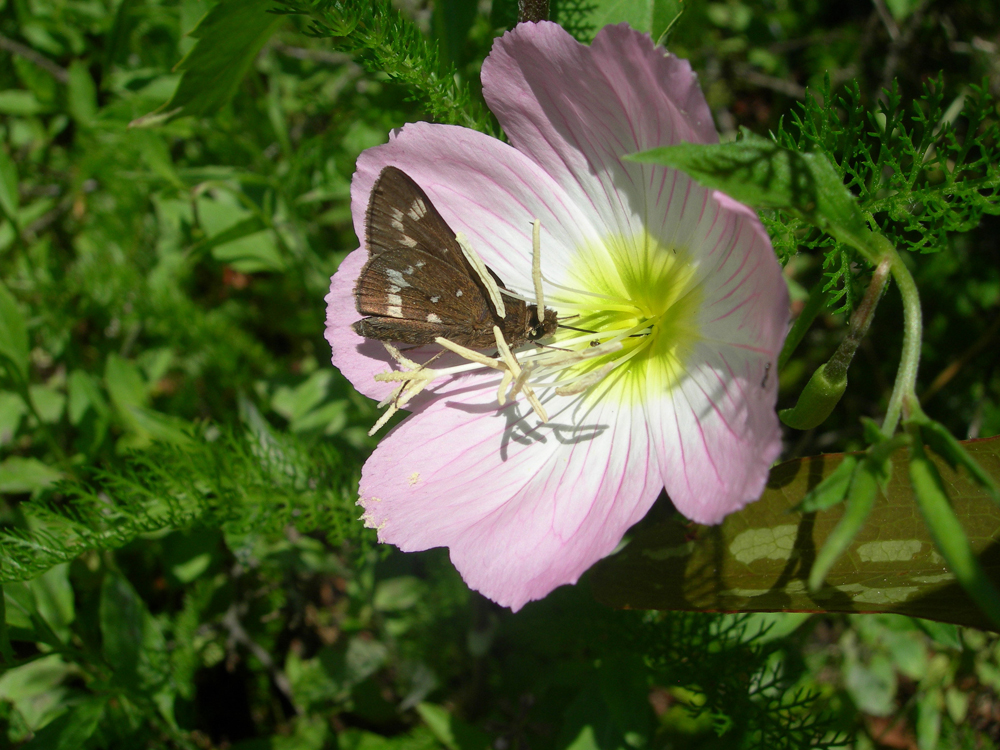 Crystal Skipper | Center for Marine Sciences and Technology (CMAST)