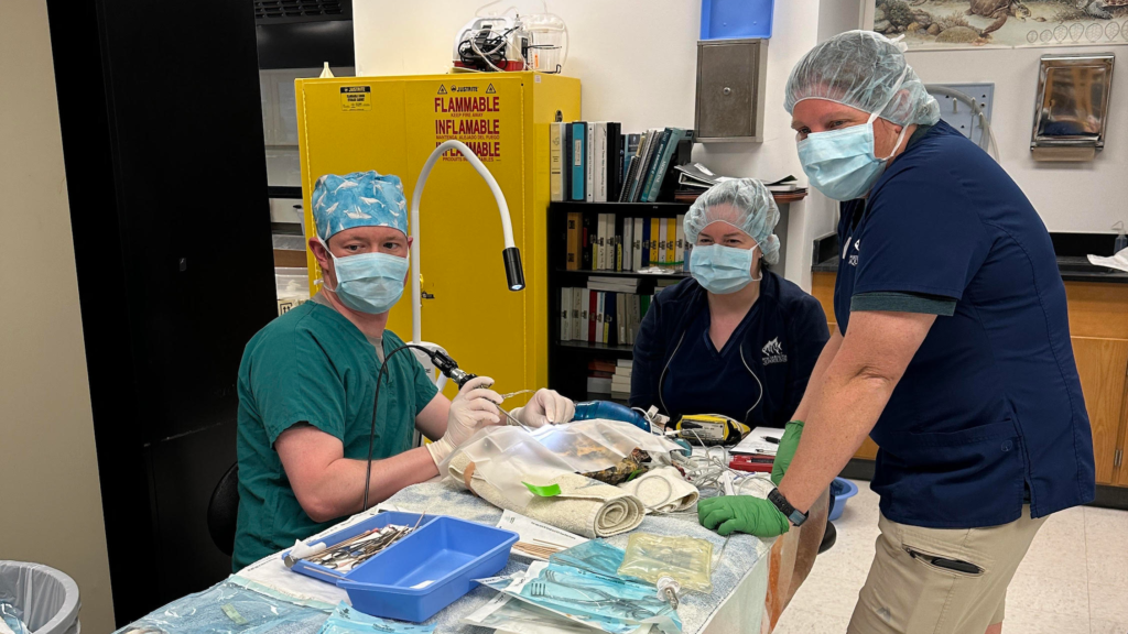 Surgery Performed on Aquarium Sea Turtle | Center for Marine Sciences ...